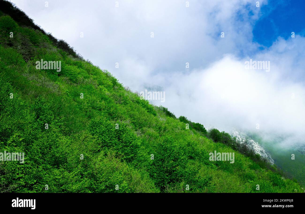 Iran woods nature Stock Photo - Alamy