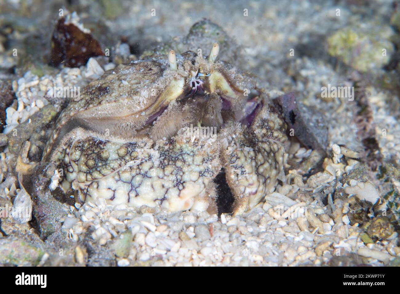 Colorful coral reef crab on scuba diving site in the pacific Ocean ...