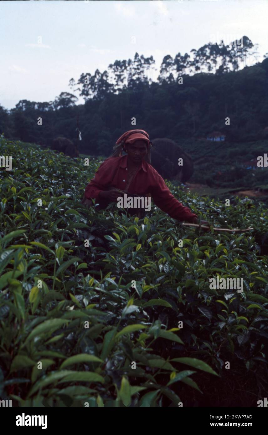 Tea Garden and Lake at Munnar, Kerala State are perched at an altitude ...