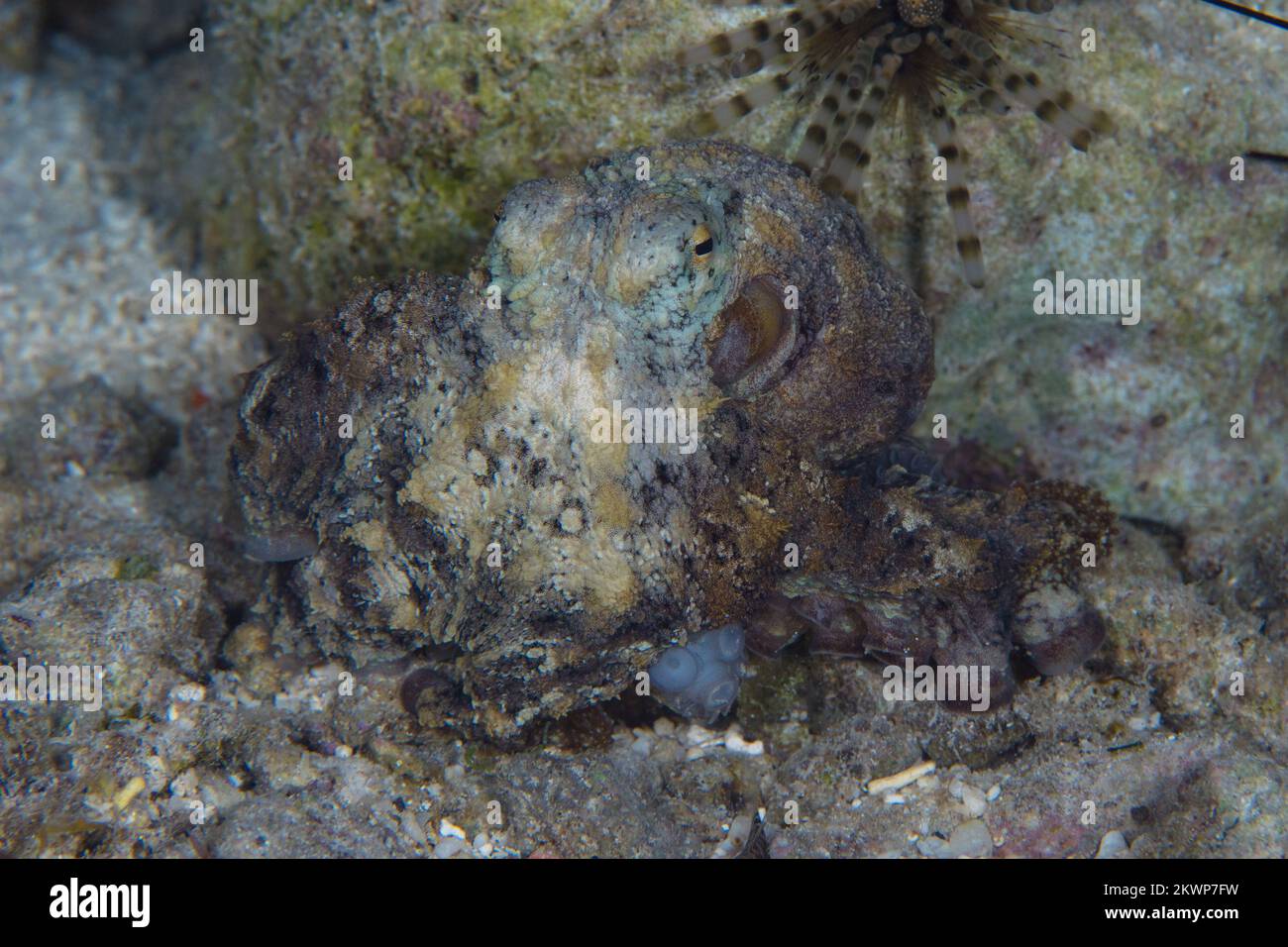 Octopus camouflage - octopus changing it's shape, texture and colour to ...