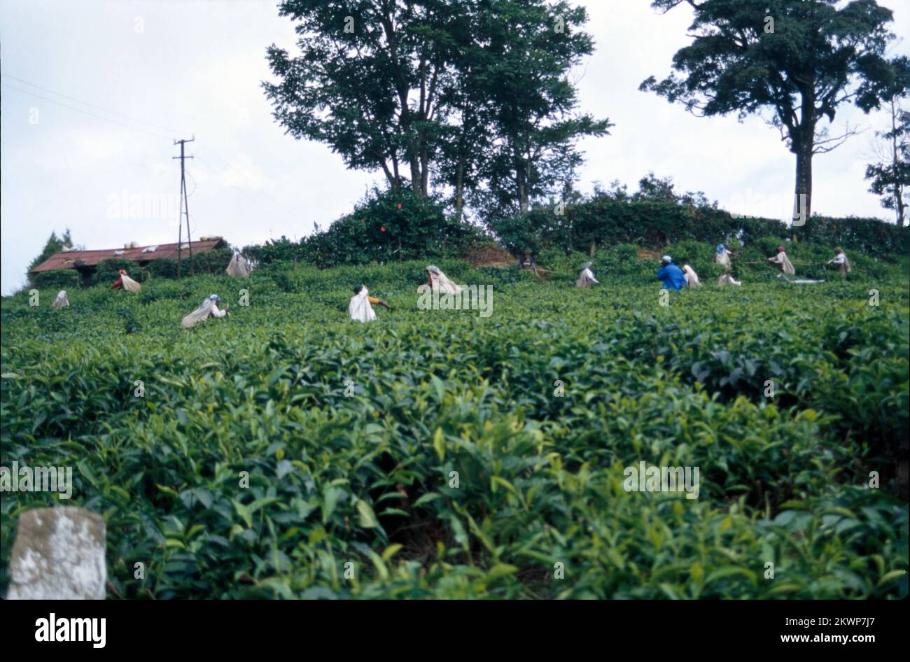 Tea Garden and Lake at Munnar, Kerala State are perched at an altitude ...