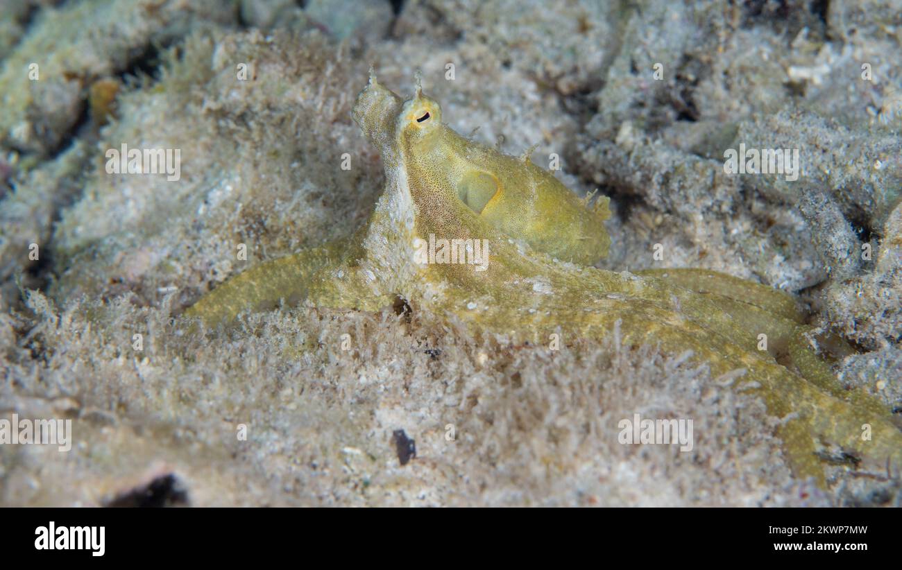 Octopus camouflage - octopus changing it's shape, texture and colour to ...