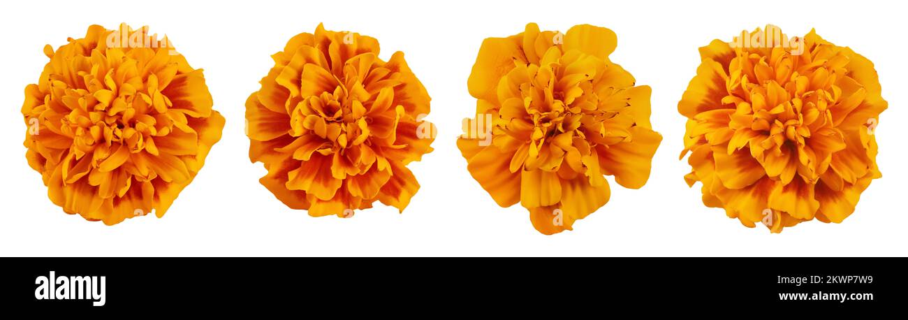 fresh marigold or tagetes erecta flower isolated on white background ...