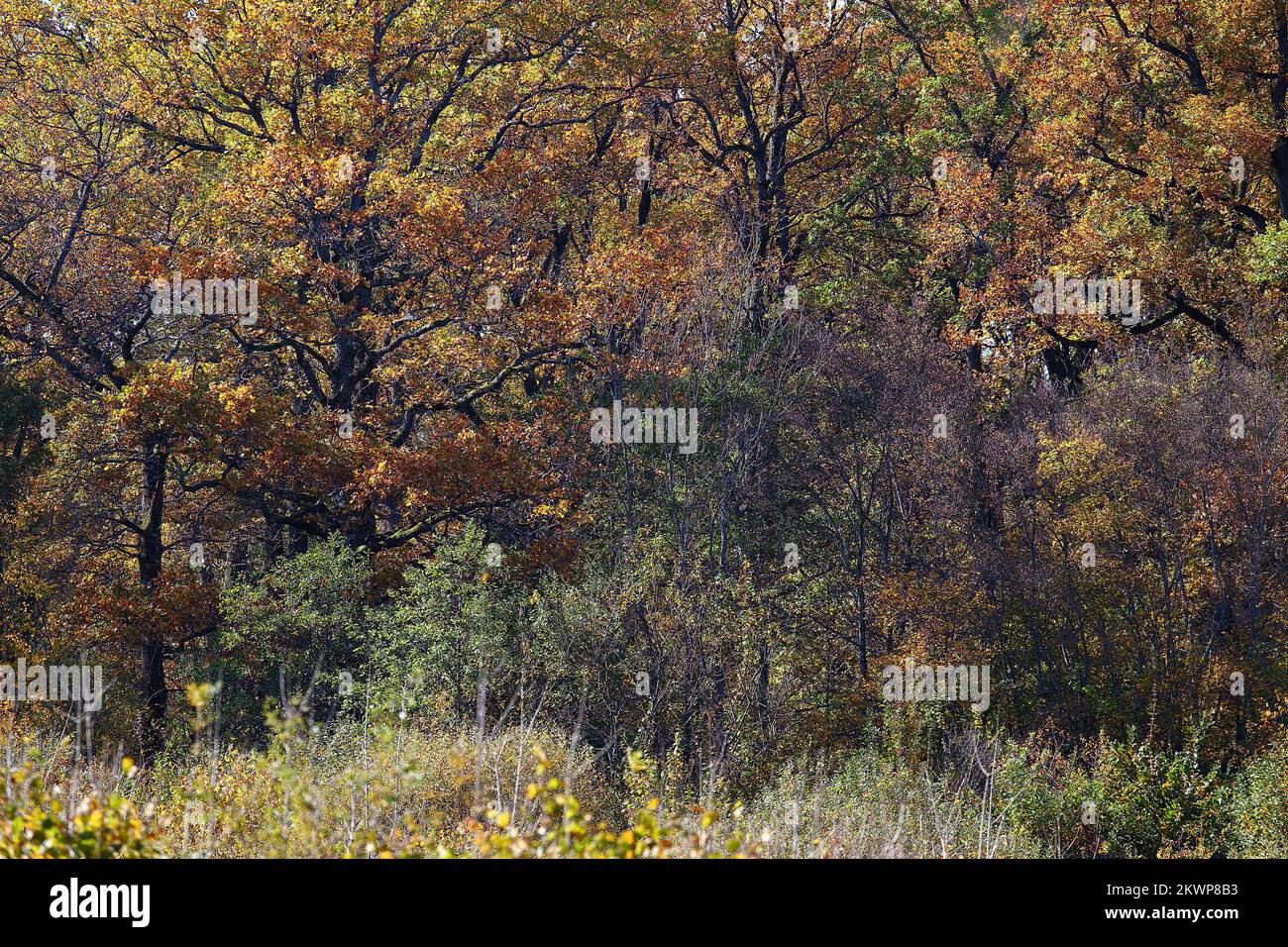 Cicka hi-res stock photography and images - Alamy