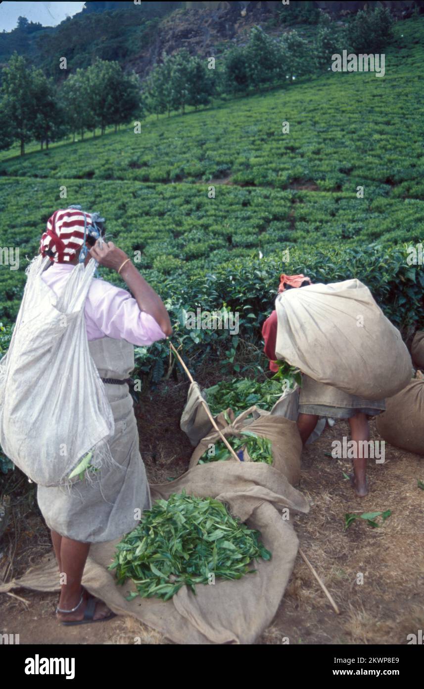 Carpeted tea plantations hi-res stock photography and images - Alamy