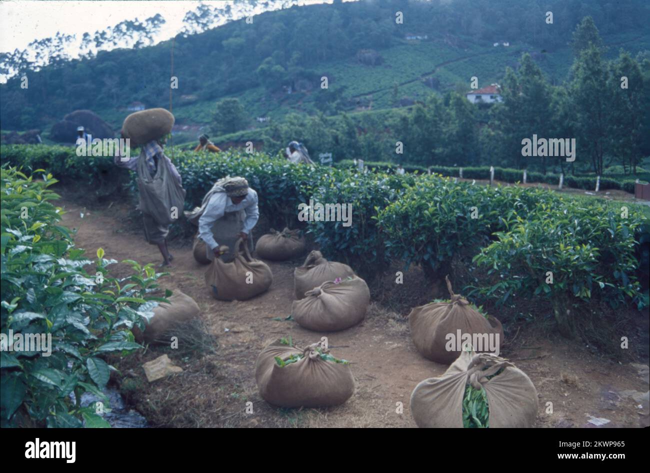 Tea Garden and Lake at Munnar, Kerala State are perched at an altitude ...
