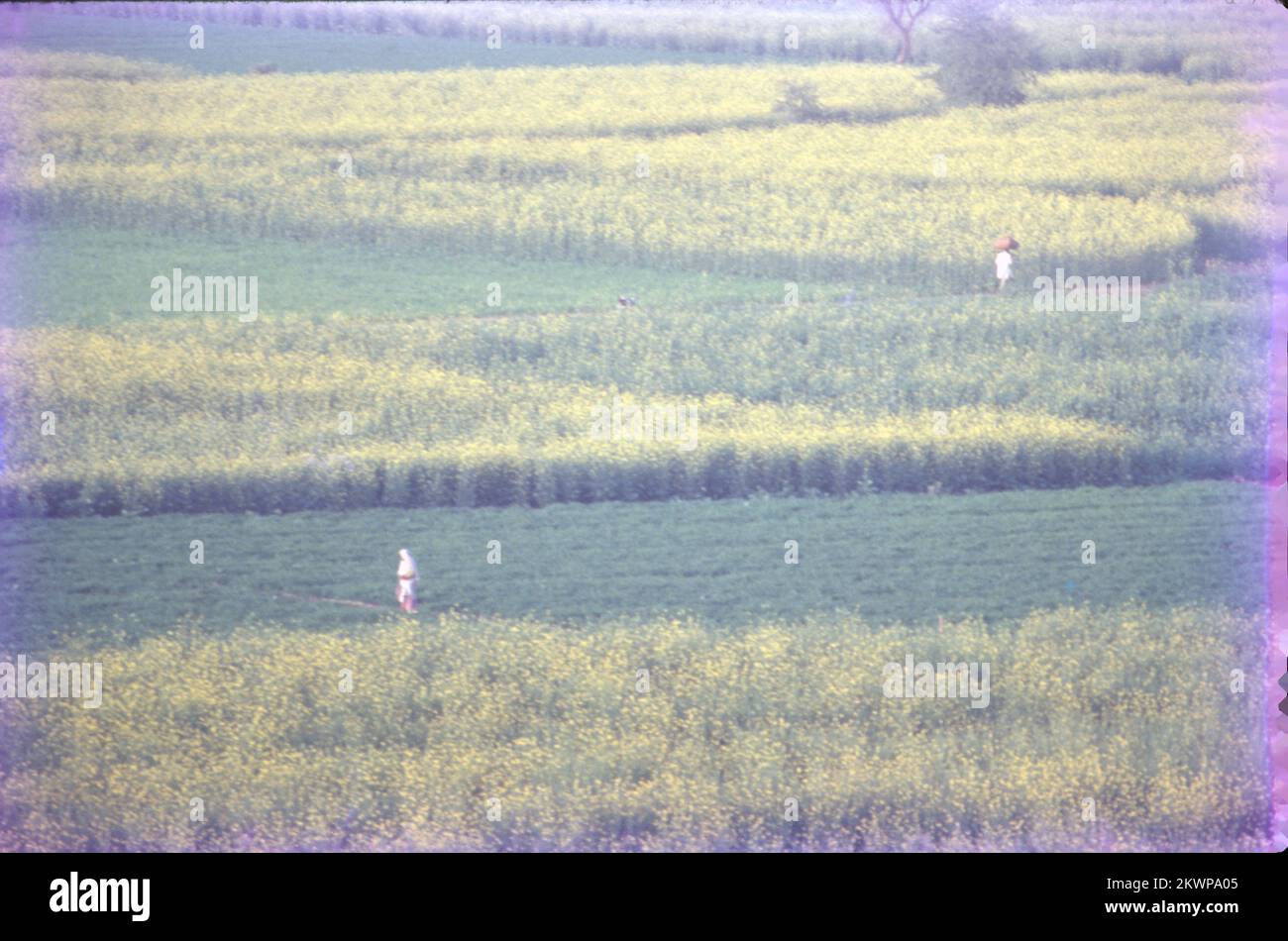 Plantation fallow hi-res stock photography and images - Alamy
