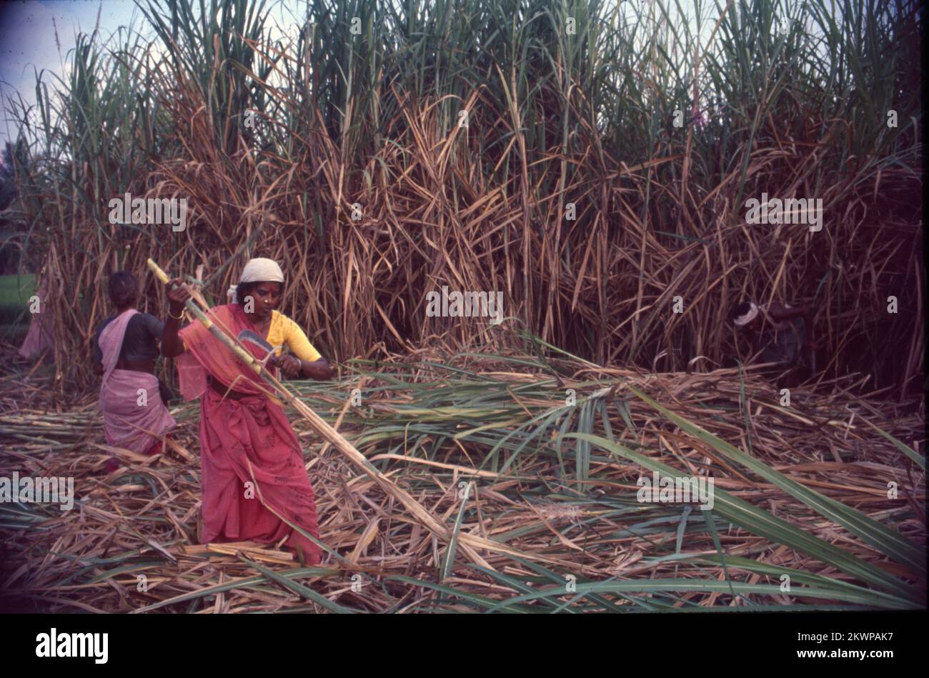 Agri workers in sugarcane field hi-res stock photography and images - Alamy