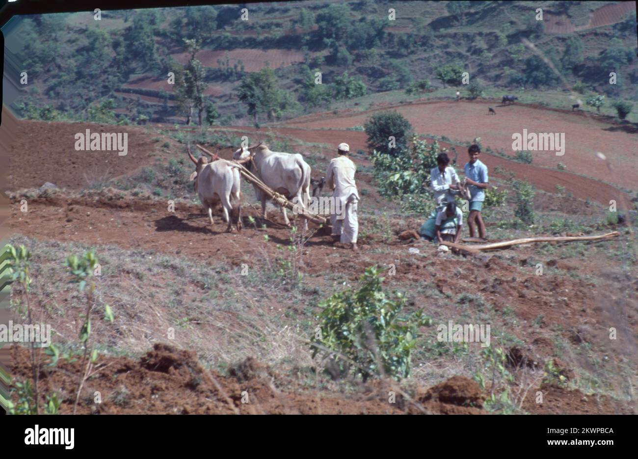 Traditionally farmers use bullock to plough the field using animals ...