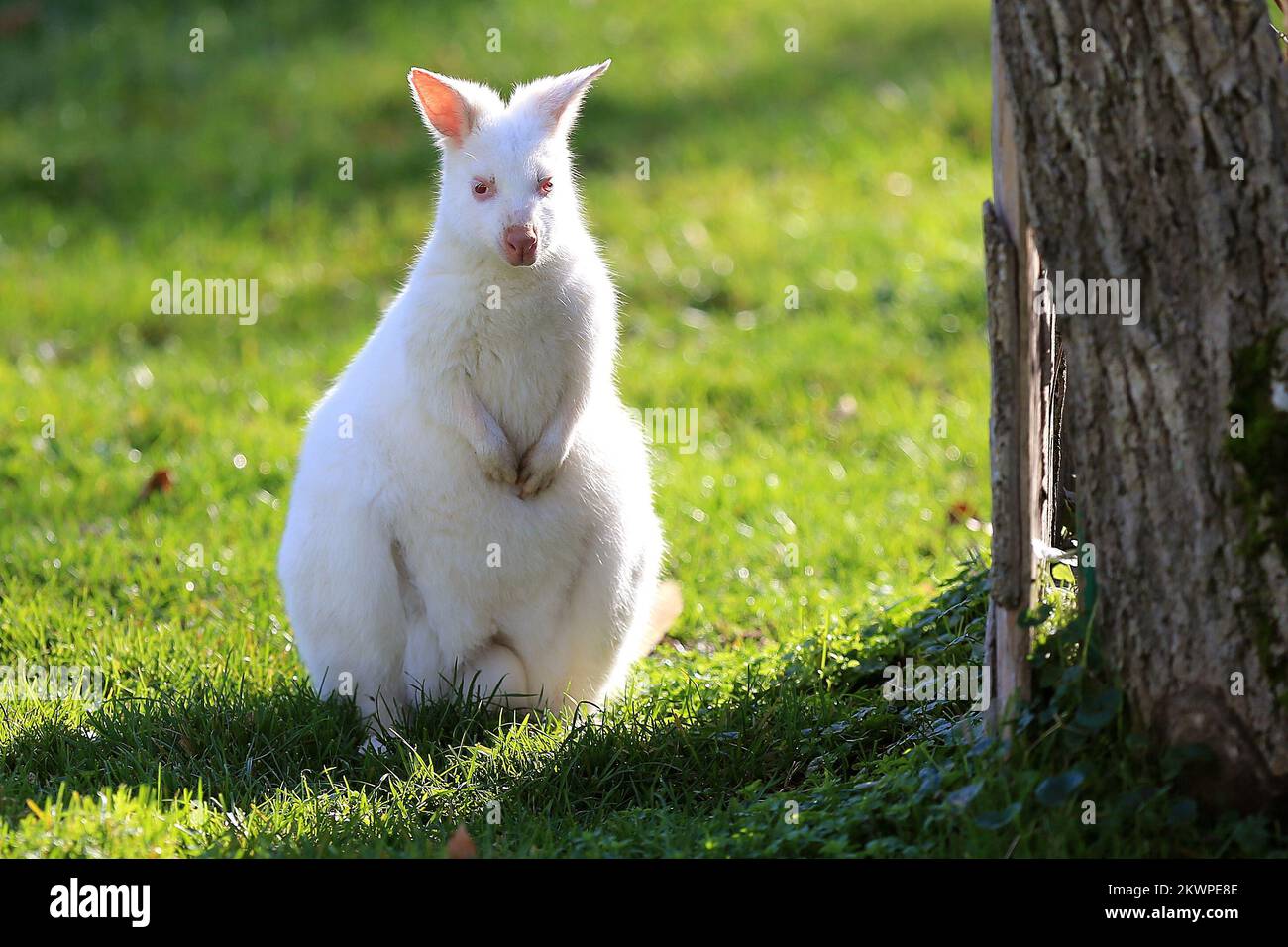 08.11.2013., Osijek, Croatia - Warm weather in the ZOO drew animals to ...