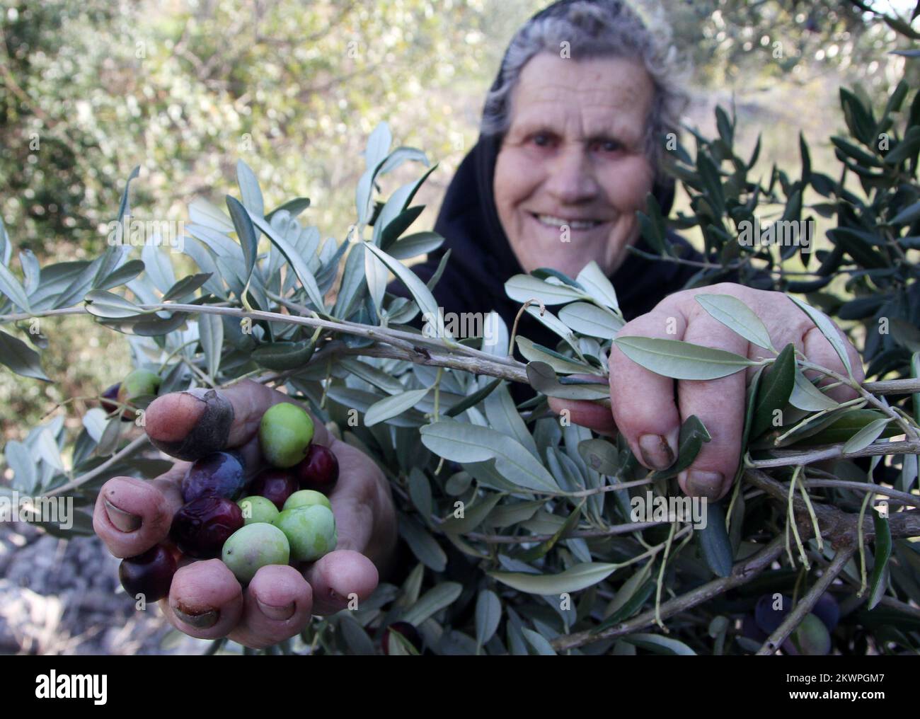 16.11.2013., Razanj, Croatia - At the end of maturation olives gets a ...