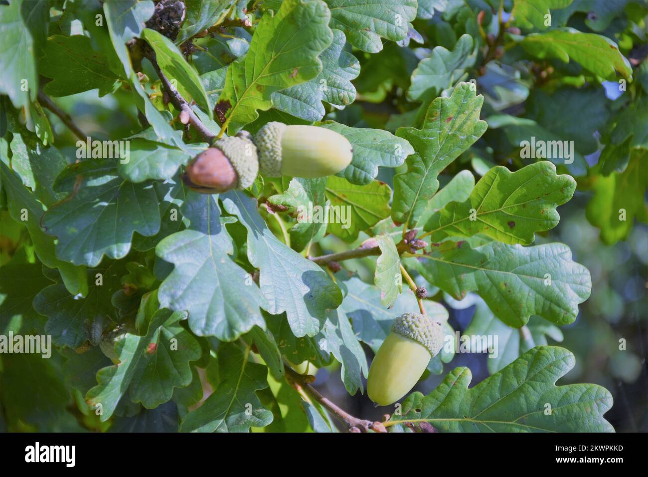 Oaktree and its fruit the acorn, green foliage Stock Photo - Alamy