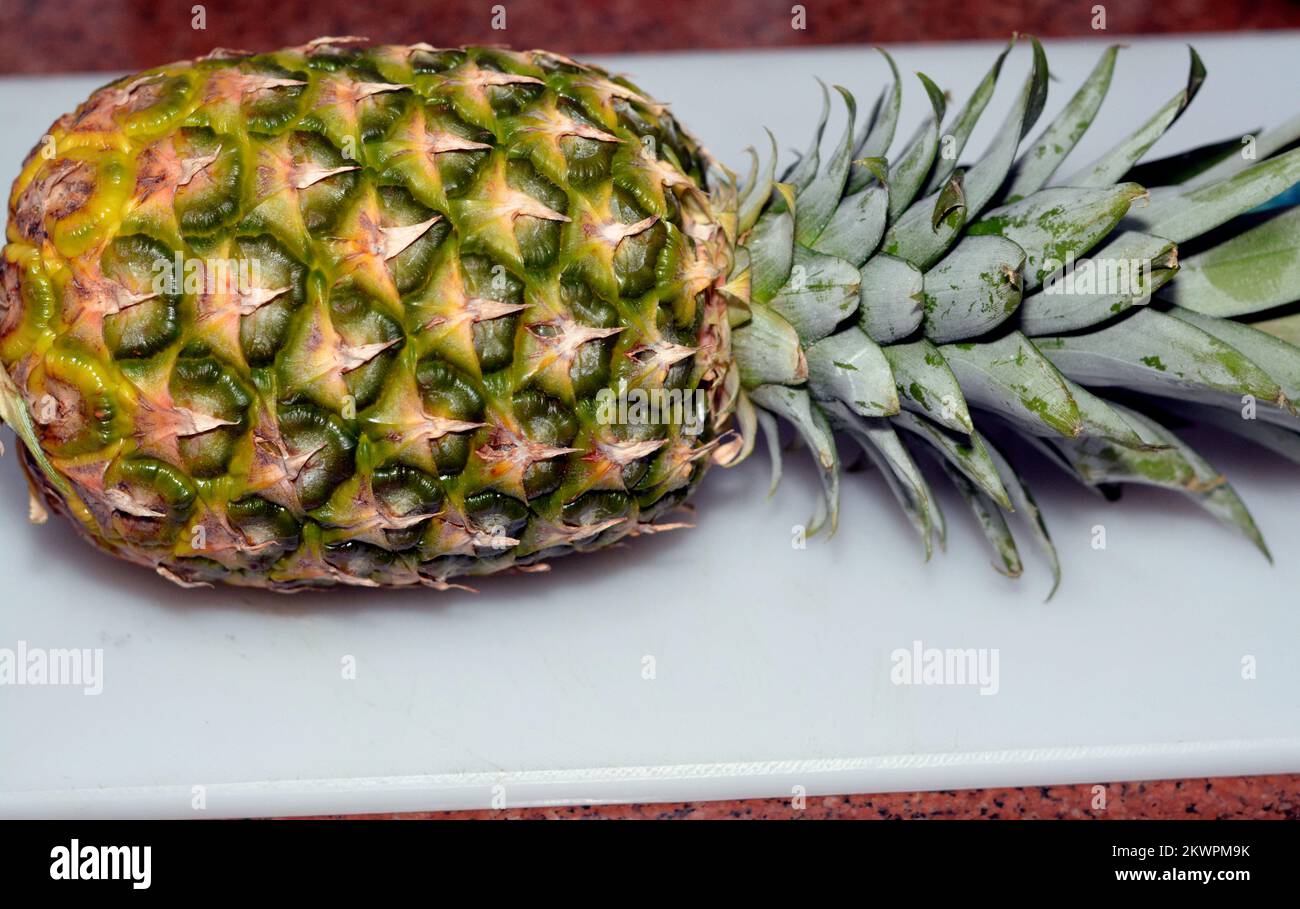 The Pineapple (Ananas comosus), a tropical plant with an edible fruit ...