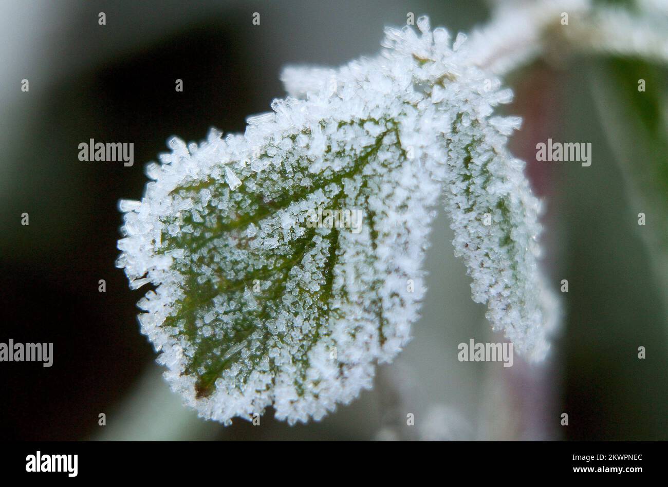 04.12.2013., Koprivnica, Croatia - The first frost and temperature ...