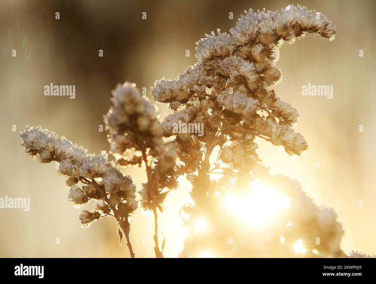 04.12.2013., Koprivnica, Croatia - The first frost and temperature ...