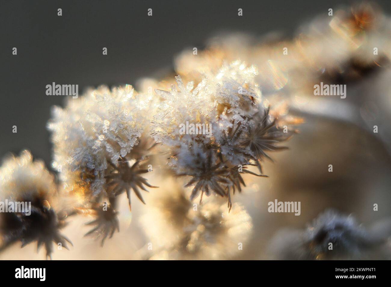 04.12.2013., Koprivnica, Croatia - The first frost and temperature ...