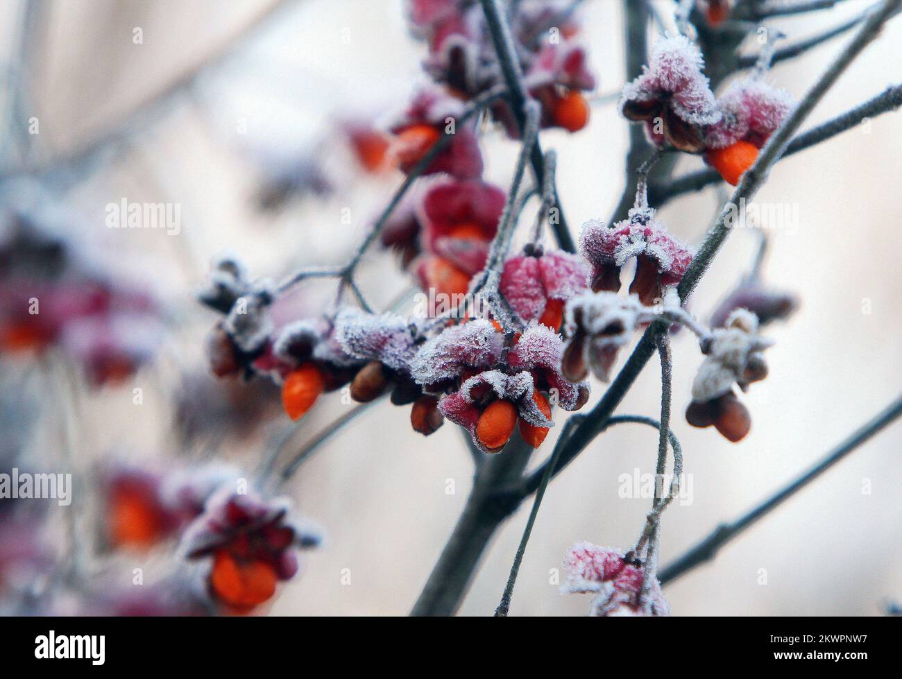 04.12.2013., Koprivnica, Croatia - The first frost and temperature ...