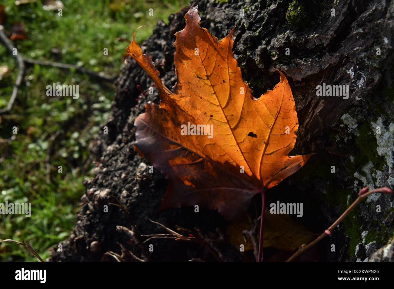 Autumn leaf with sunshine and bark Stock Photo - Alamy