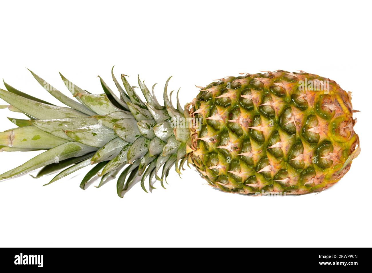 The Pineapple (Ananas comosus), a tropical plant with an edible fruit ...