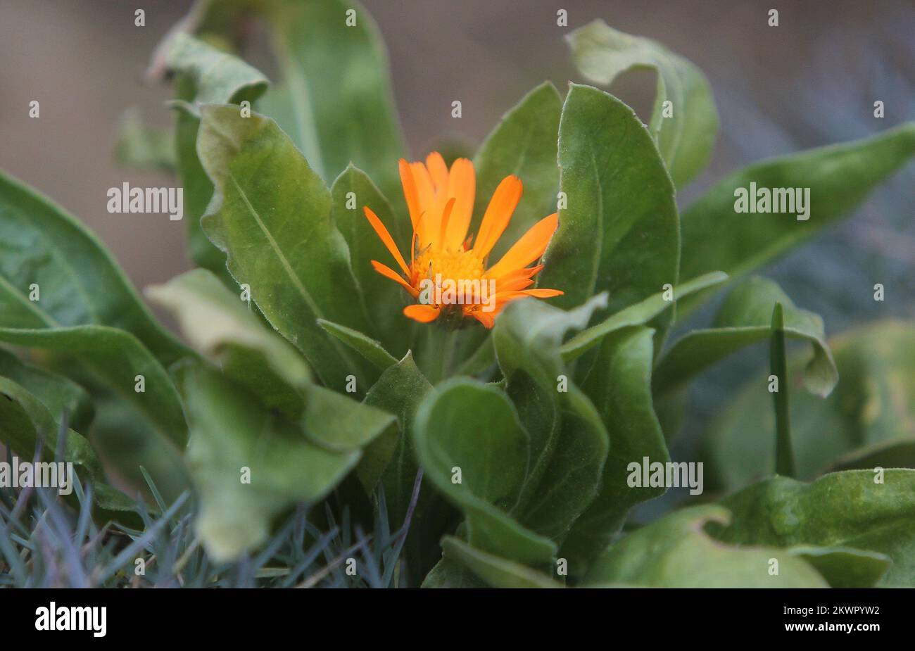 06.01.2014., Croatia, Koprivnica - Marigolds, Japanese apple, daisies ...
