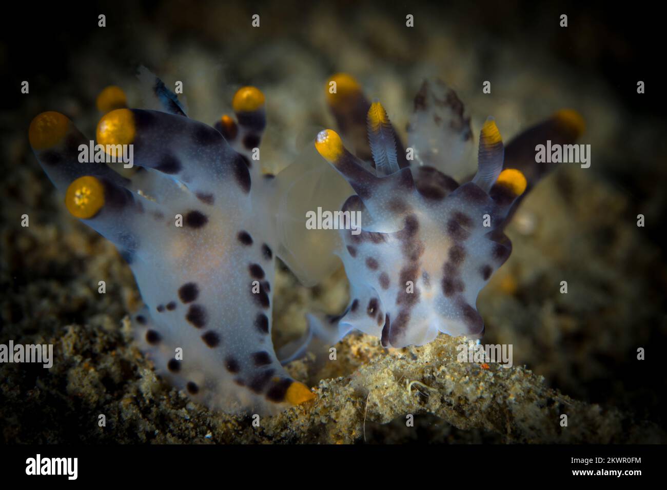 Colorful Thecacera Nudibanch on hydroid on coral Stock Photo - Alamy