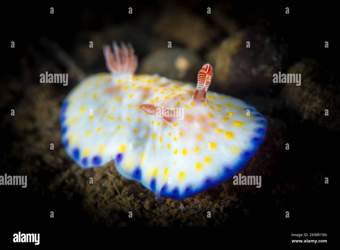 Colorful nudibranch sea slug crawling above coral reef in the Indo ...