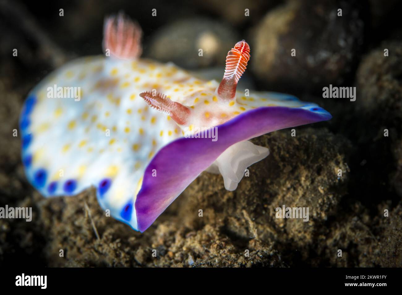 Colorful nudibranch sea slug crawling above coral reef in the Indo ...