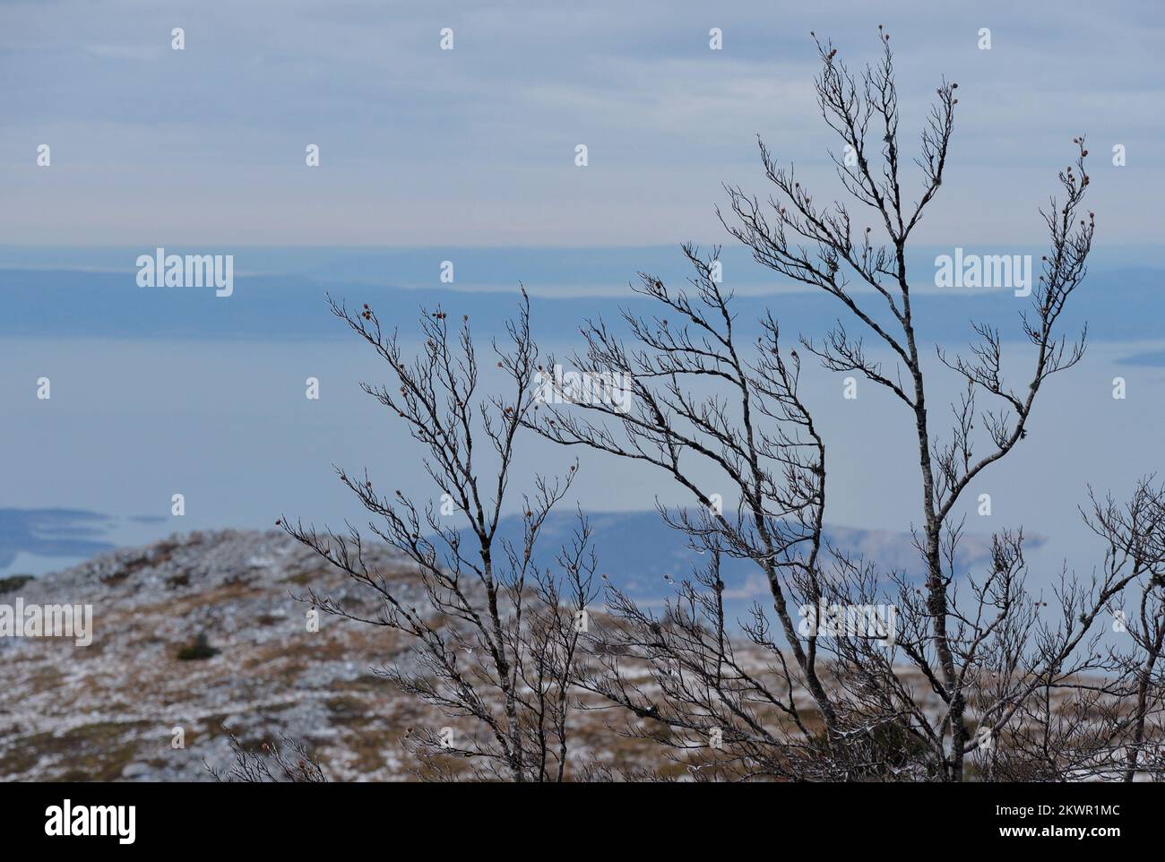 22.01.2014., Croatia - Zavizan is one of the best-known localities in ...