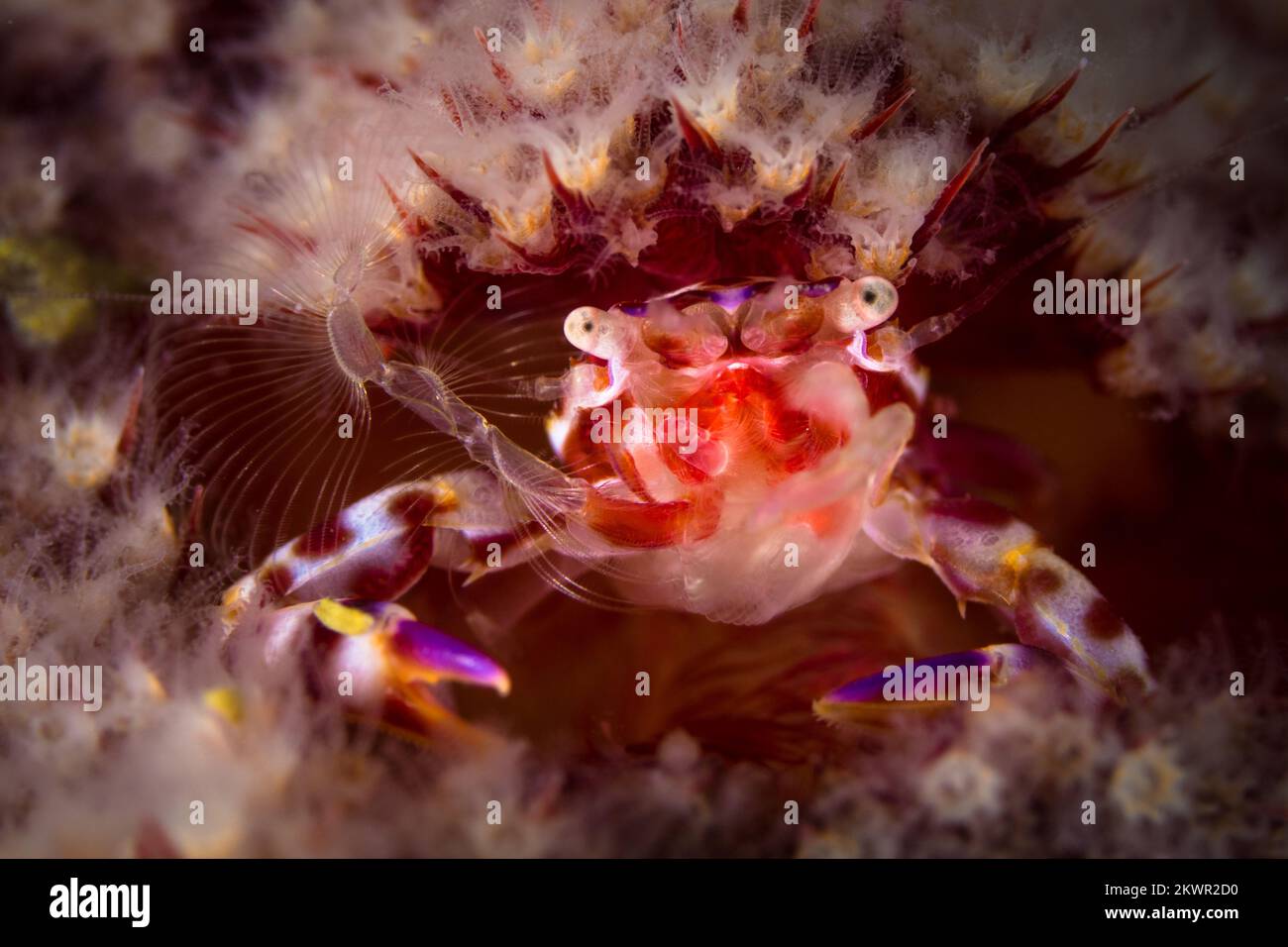 Pink soft coral candy crab on coral reef Stock Photo - Alamy