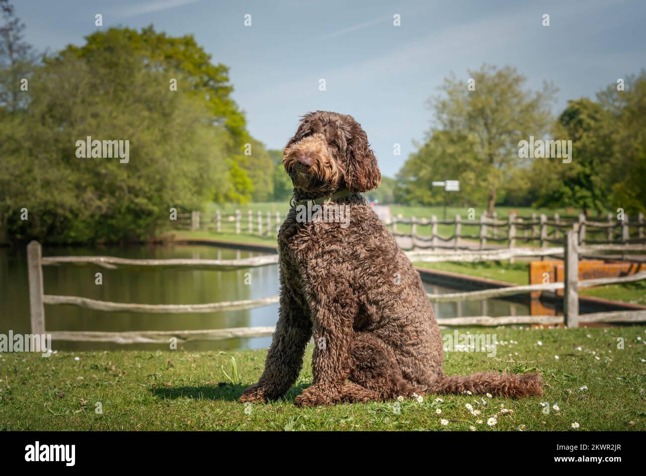 Big dog run away hi-res stock photography and images - Alamy