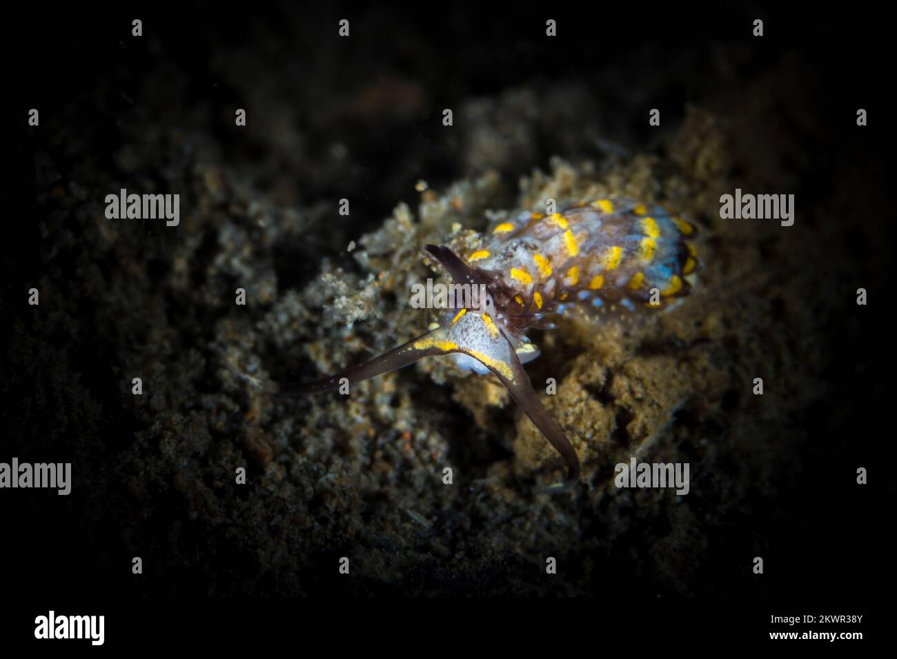 Cryptic nudibranch sea slug camouflages in with its surroundings on ...