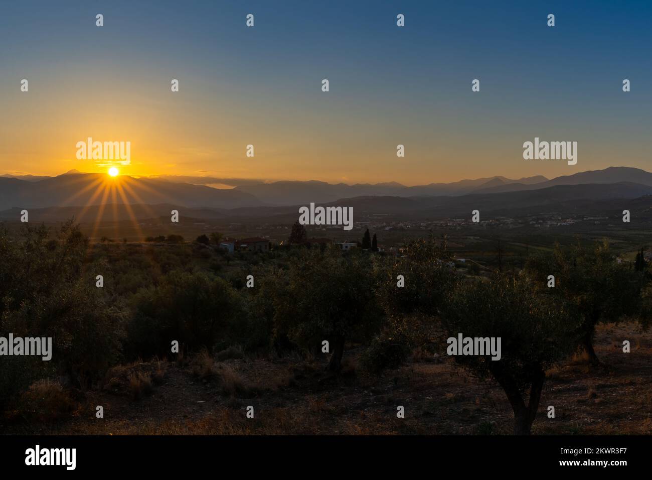 A sunset landscape of olive groves and gentle rolling hills on the ...