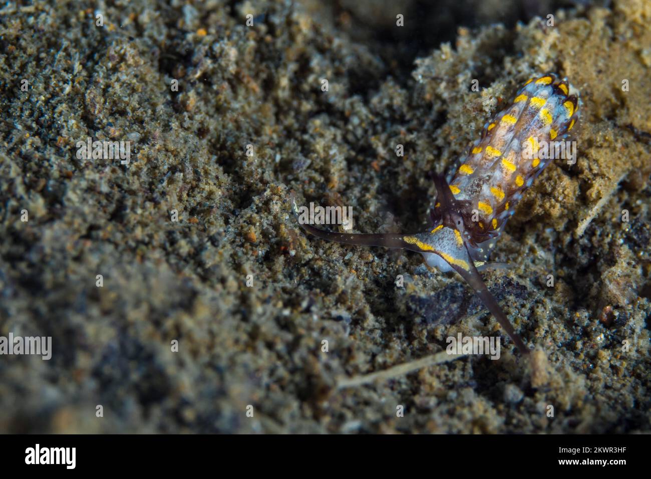 Cryptic nudibranch sea slug camouflages in with its surroundings on ...