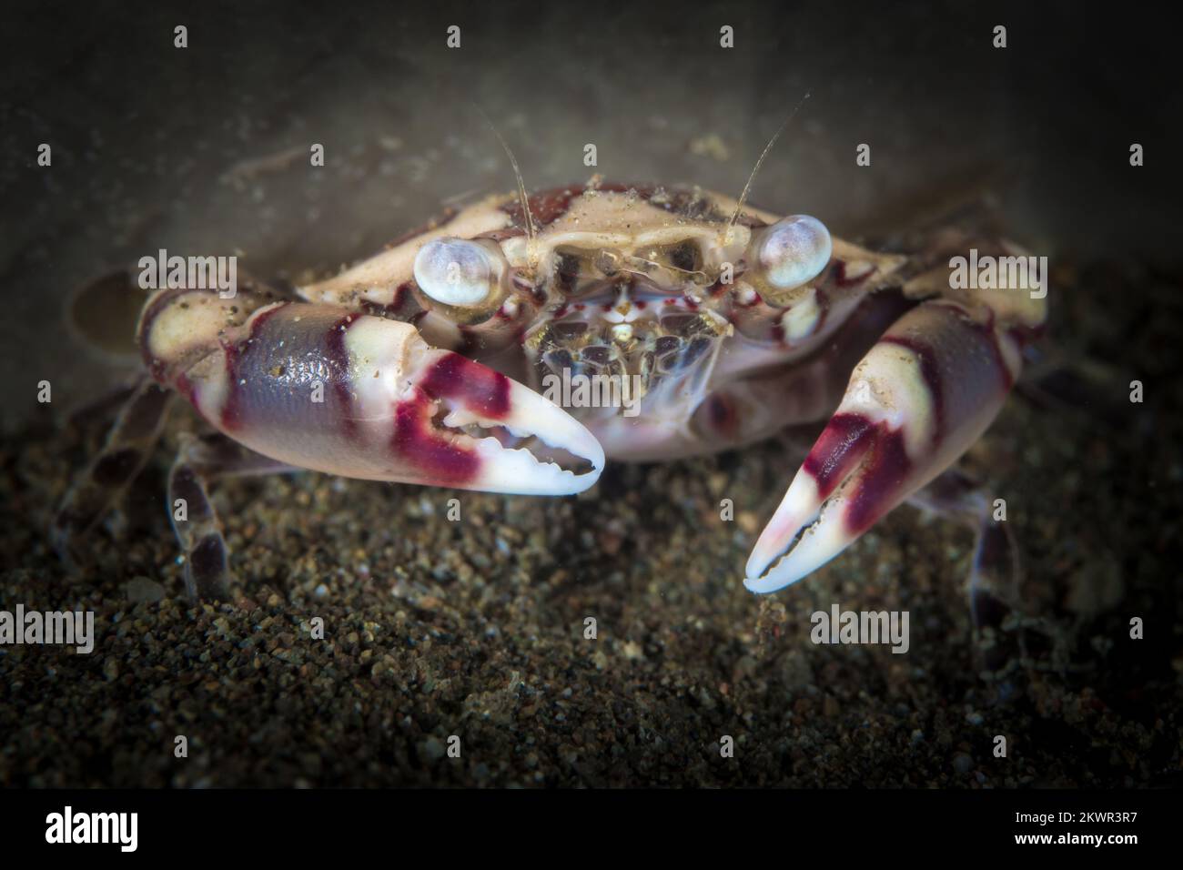 Colorful coral reef crab on scuba diving site in the pacific Ocean ...