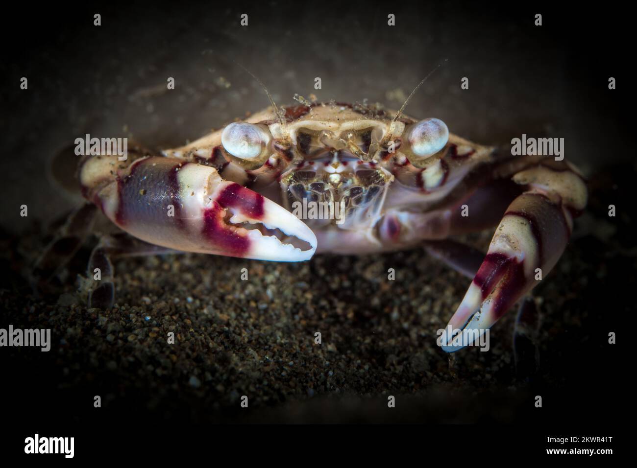 Colorful coral reef crab on scuba diving site in the pacific Ocean ...