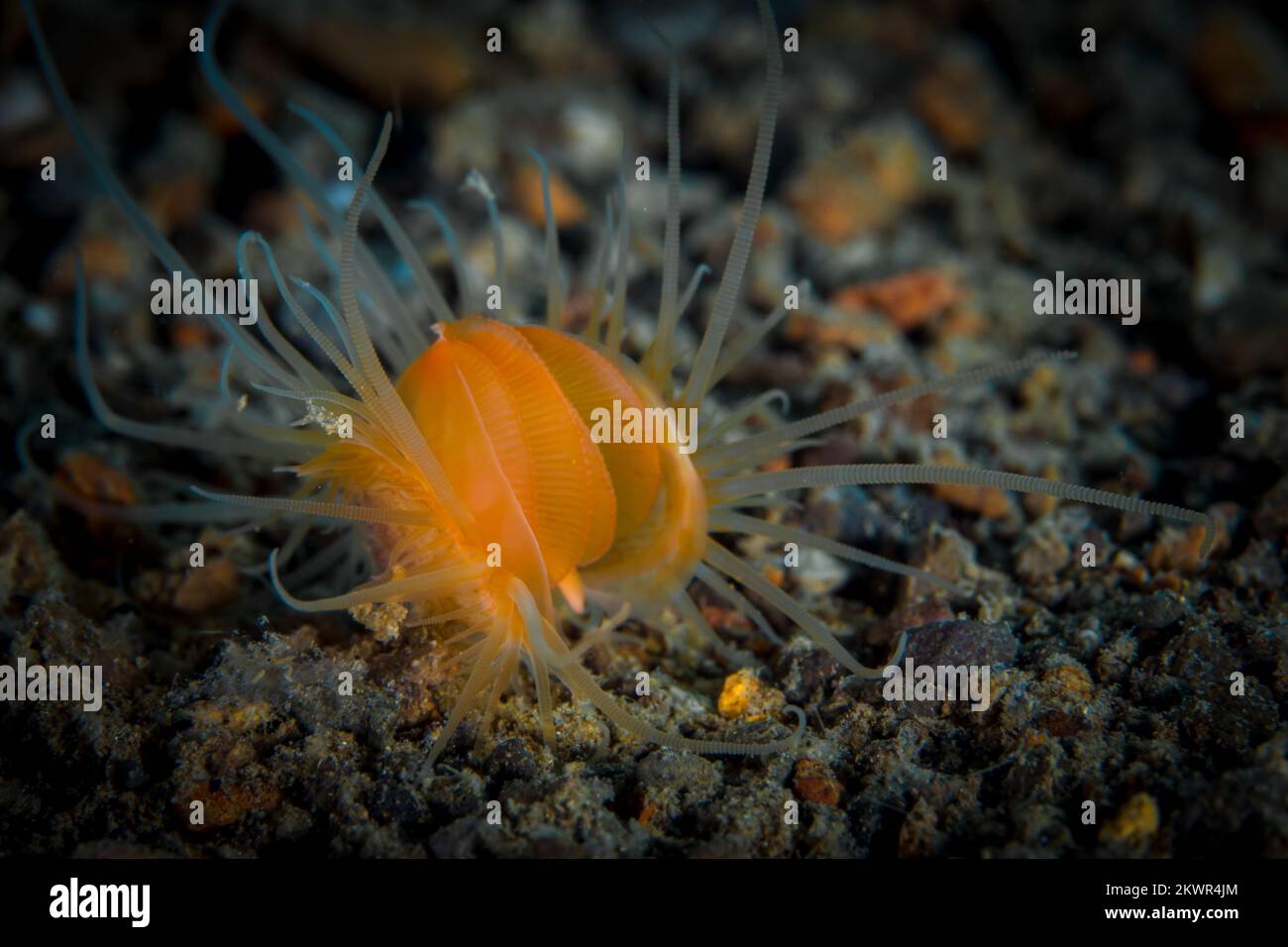 Finding underwater invertebrates on coral reef in the pacific Ocean ...