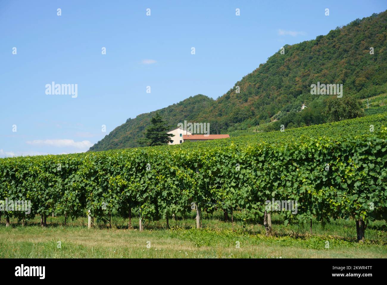 Vineyards along the Road of Prosecco e Conegliano Wines, in Treviso ...