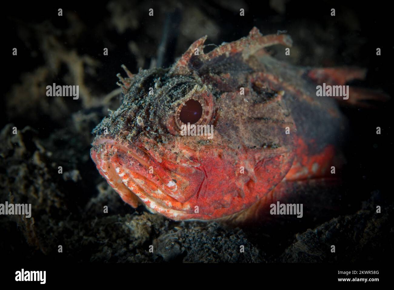 Beautiful detail on scorpionfish skin as it camouflages in with its ...