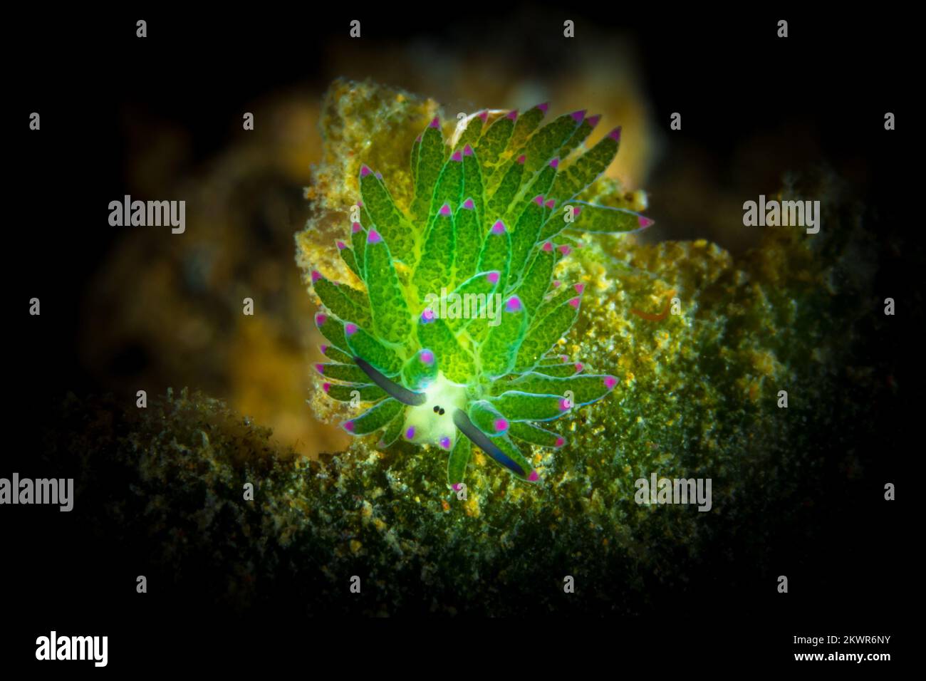 Colorful nudibranch sea slug crawling above coral reef in the Indo ...