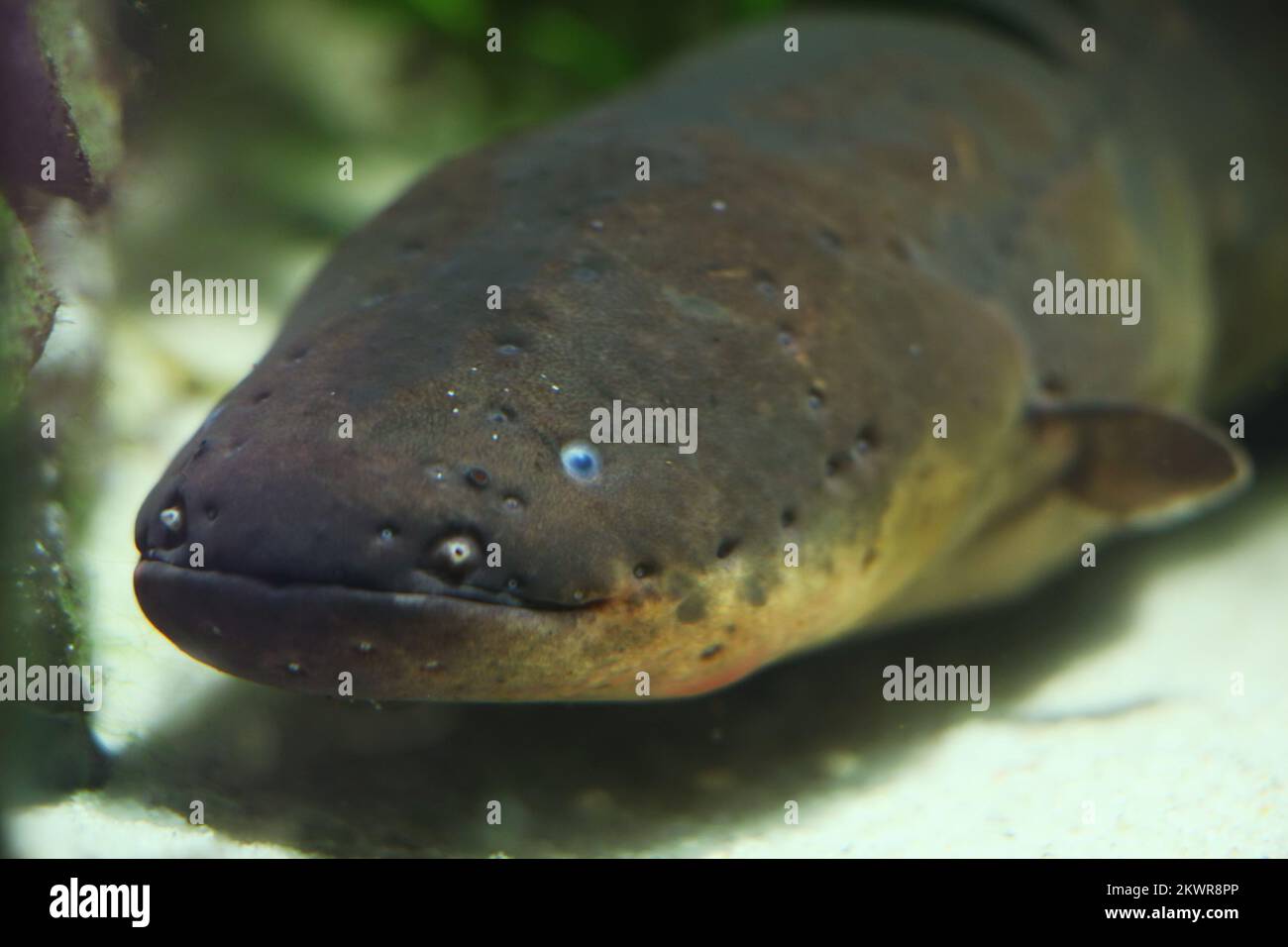 13.02.2014., Zagreb - Electric eel, a new resident of the Zagreb Zoo's ...