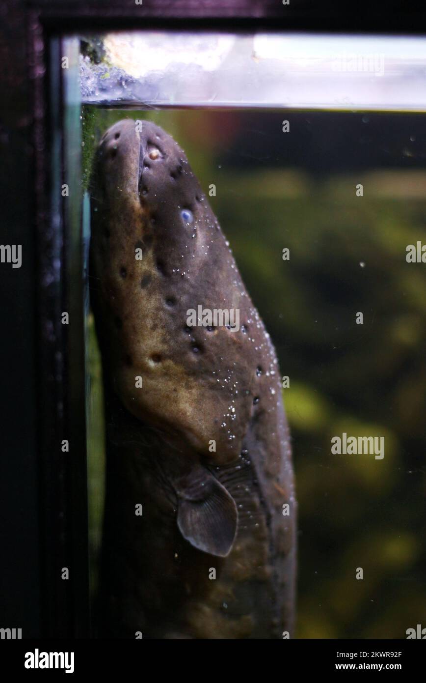 13.02.2014., Zagreb - Electric eel, a new resident of the Zagreb Zoo's ...