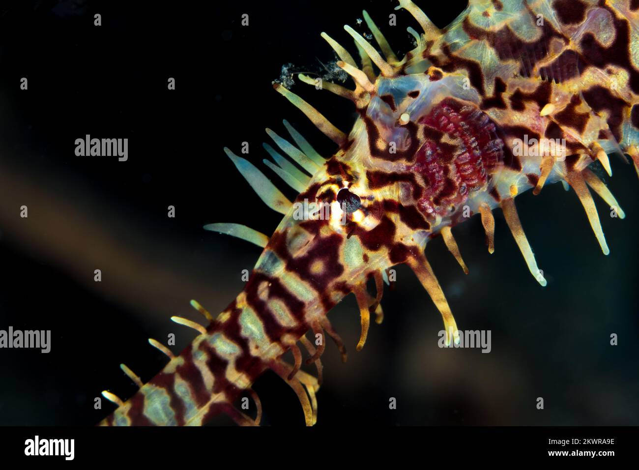 Cryptic coloration animal hi-res stock photography and images - Alamy