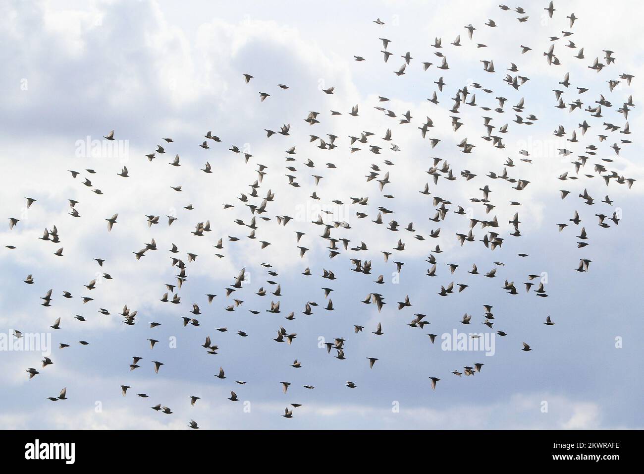 Flocks of starlings hi-res stock photography and images - Alamy