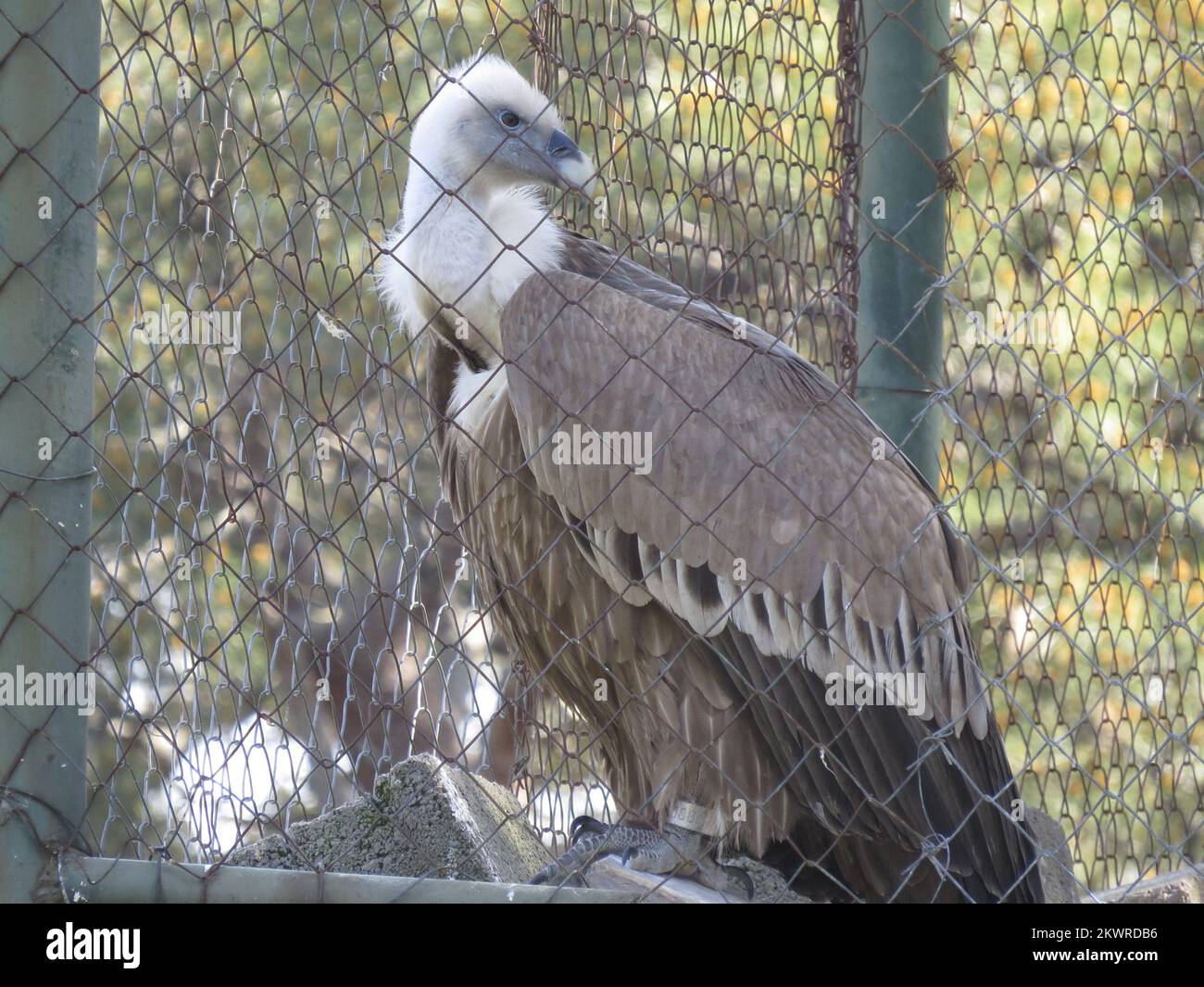 17.03.2014., Split, Croatia - Split zoo is set to close after ...