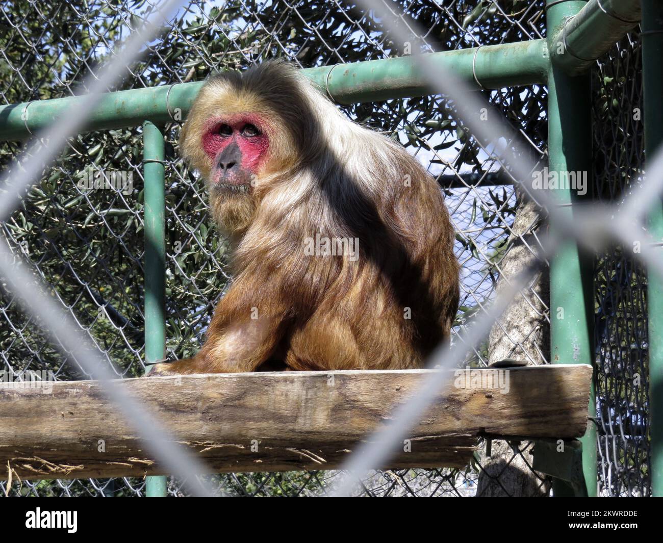 17.03.2014., Split, Croatia - Split zoo is set to close after ...