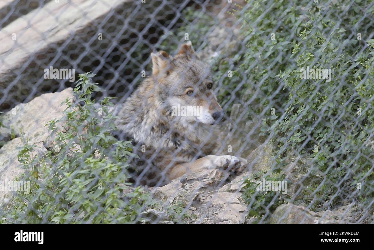 17.03.2014., Split, Croatia - Split zoo is set to close after ...