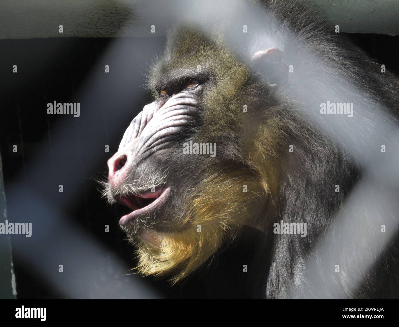 17.03.2014., Split, Croatia - Split zoo is set to close after ...