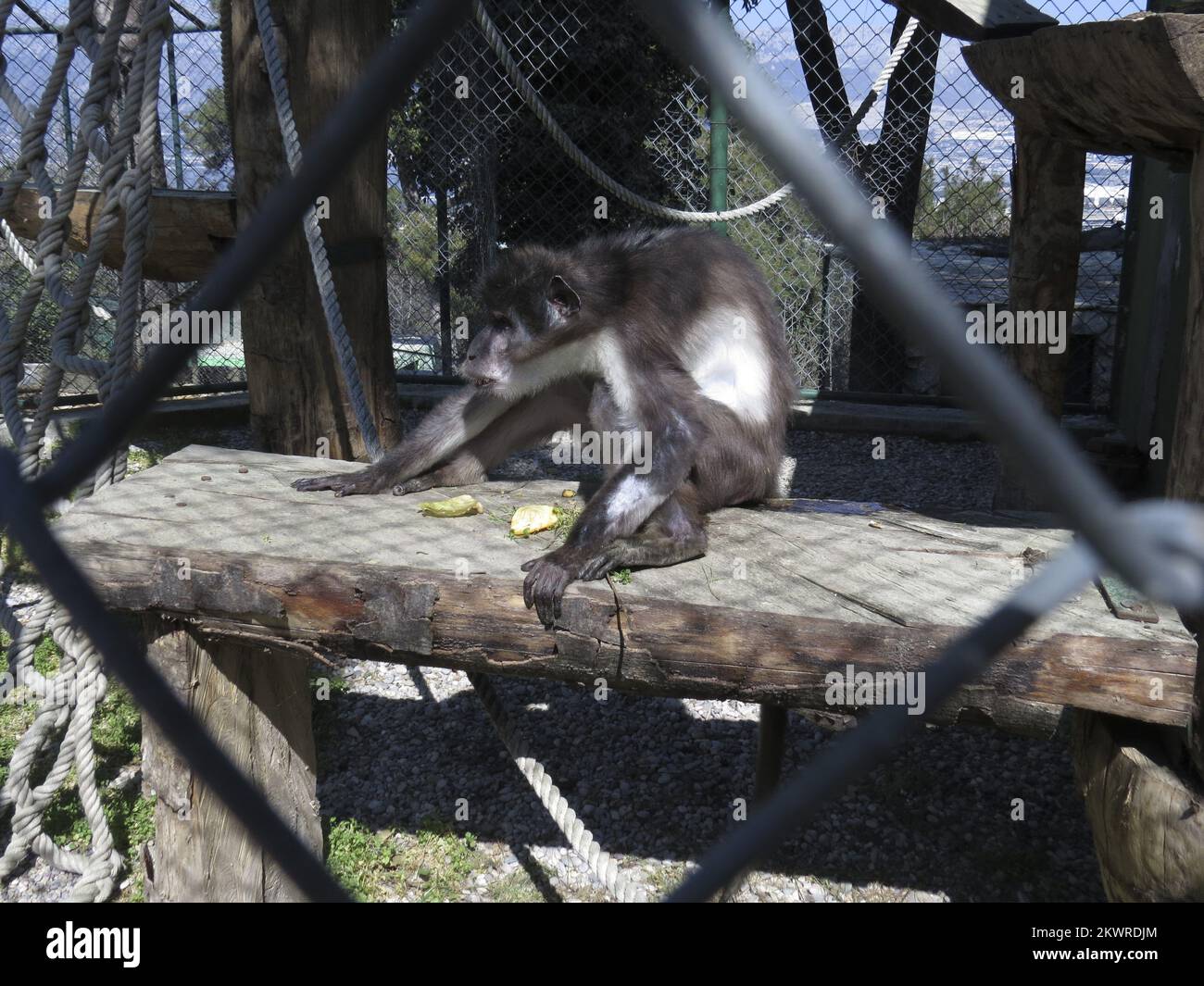 17.03.2014., Split, Croatia - Split zoo is set to close after ...