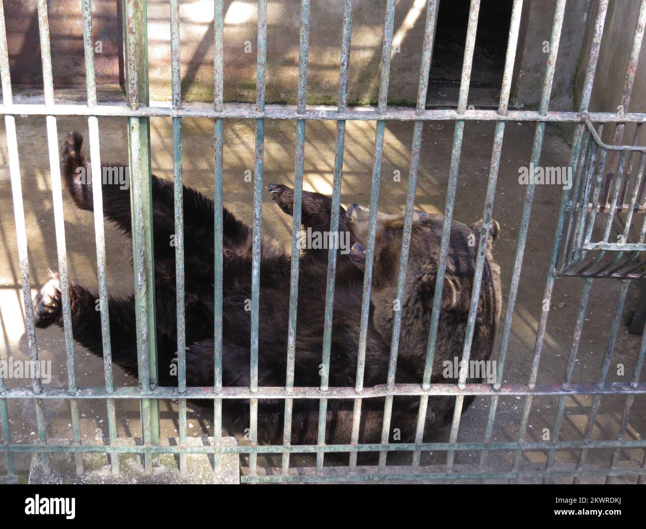 Depressed Animals In Zoos
