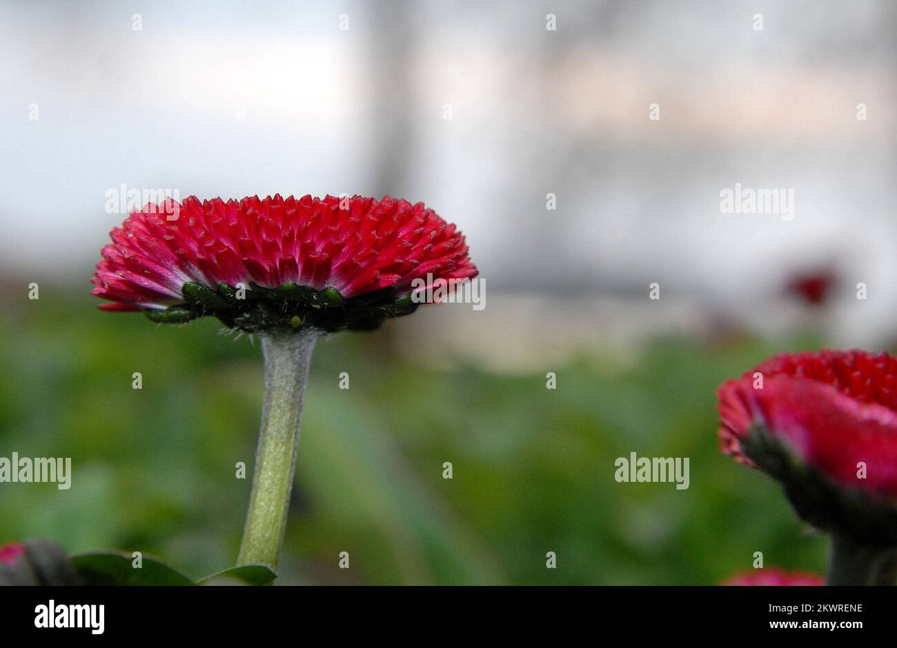 11.03.2014., Croatia, Slavonski Brod - After a cold winter nature wakes ...